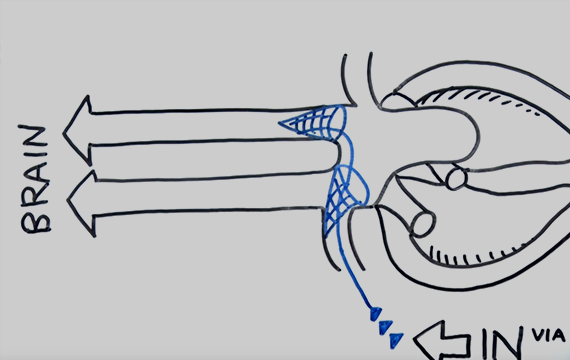 Protected TAVR : Treat the Heart